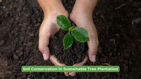 The Importance Of Soil Conservation In Sustainable Tree Plantation