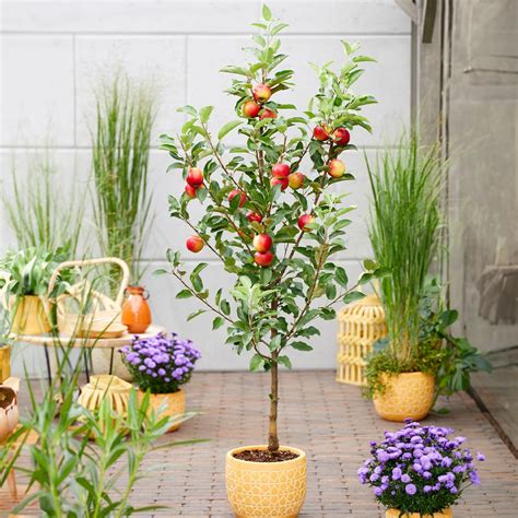 Scarlet Sentinel Columnar Apple Trees For Sale