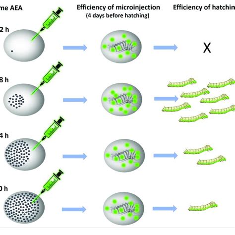 schematic representation of the procedure of transgene download