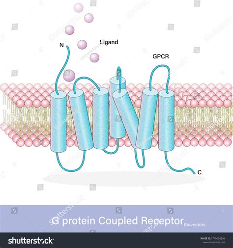 G-protein Images, Stock Photos & Vectors | Shutterstock