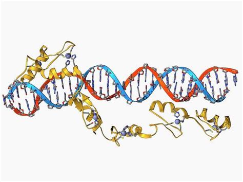 Ribosomal Rna Drawing