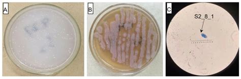 Cell And Colonial Morphology Of Strain S281 In The Study The S281