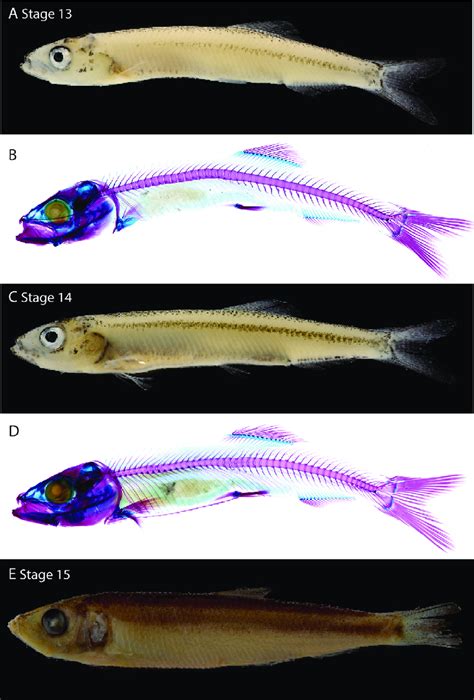 Juvenile Stages 13 15 Of The Herring Clupea Harengus Larval Lengths