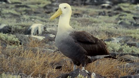 Ecosystems And Habitats KS Biology BBC Bitesize