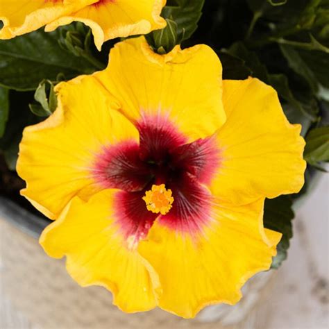Hollywood Hibiscus® Rico Suave™ Proven Winners Colorchoice Flowering