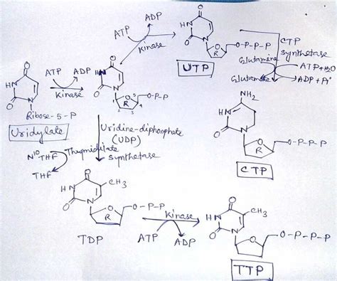[solved] X Utp Uridylate Ctp Ttp Atp X Gtp Inosinate Course Hero