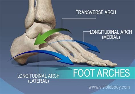 Appendicular Skeleton Learn Skeleton Anatomy