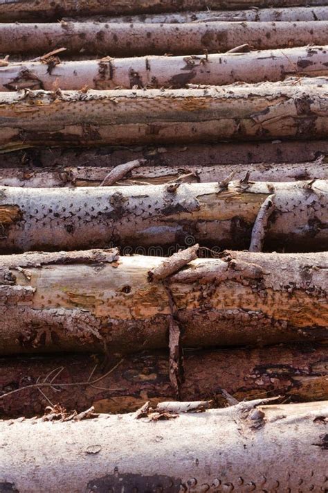Stacked Tree Trunks Background Texture Pattern Stock Photo Image Of