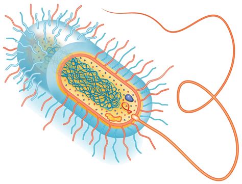 Biology Ch 5 Cell Diagram Bacteria BJUP 5e Diagram Quizlet