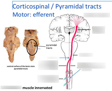 Pyramidal System