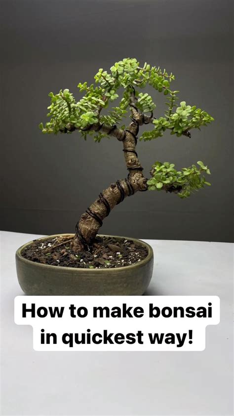 How to make bonsai in quickest way Cây kiểng bonsai Minis Chậu cây