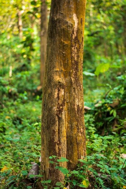 Premium Photo East Java Teak Tree