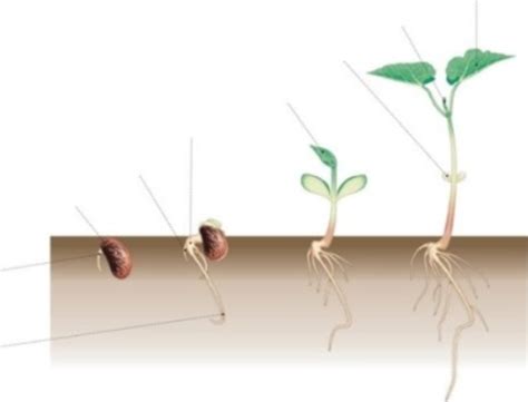 씨앗 파종시기와 발아방법 암발아 광발아성 종자