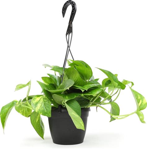 Pothos Hanging Frenchams Wholesale Nursery