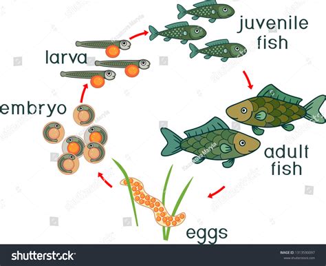 물고기의 수명알에서 성동물의 물고기의 발달 단계 스톡 벡터로열티 프리 1313590097 Shutterstock