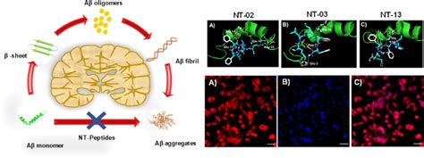 Controlling Amyloid Beta Peptide Aggregation And Toxicity By Protease
