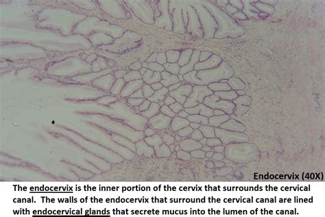 Cervix Histology Labeled