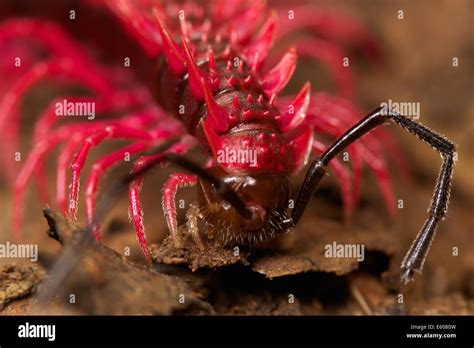 Shocking Pink Dragon Millipede Desmoxytes Purpurosea Is A Spiny And