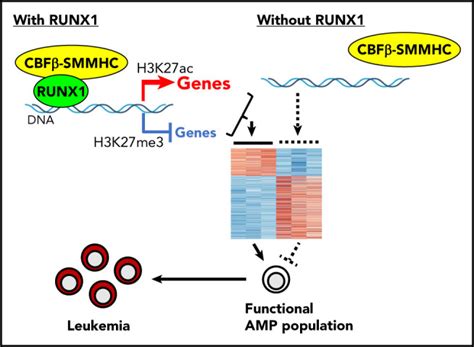 runx1 and cbfβ smmhc transactivate target genes together in abnormal