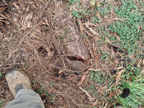 The Wandering Arborist Anatomy Of A Tree Failure