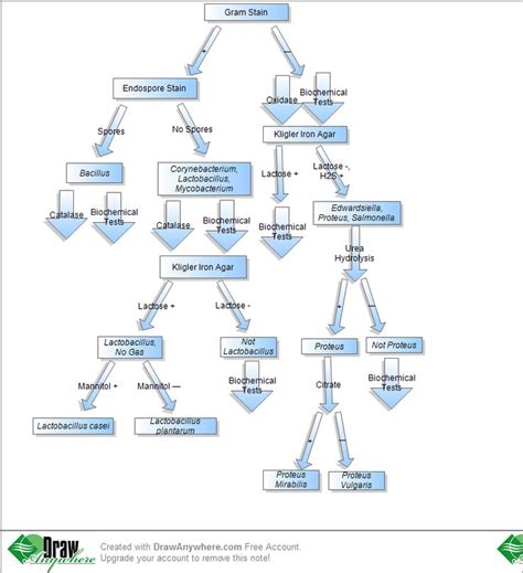 Essential Flowchart For Identification Of Unknown Bacteria