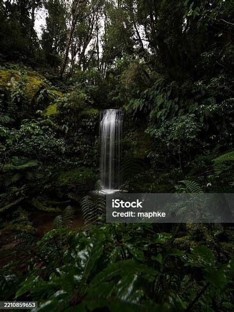 코로푸쿠 폭포 목가적 숨겨진 보석 이국적인 열대 무성한 녹색 수풀 정글 폭포 캐틀린스 사우스랜드 남섬 뉴질랜드 0명에 대한 스톡 사진 및 기타 이미지 Istock
