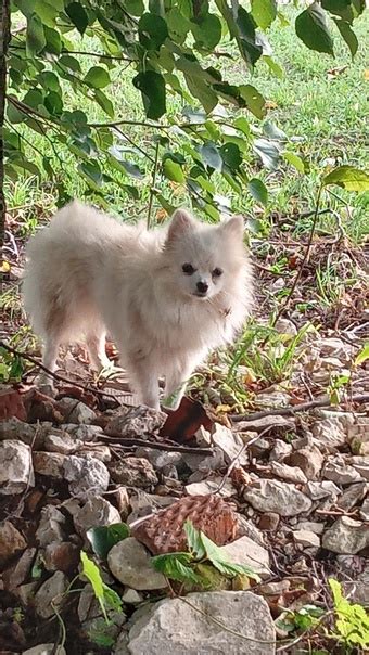 Вот такая собачка появилась в деревне Малые Кожвожи Малыш пуглив к рукам не подходит голодный