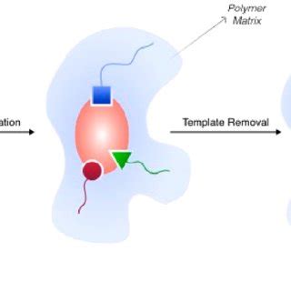 Schematic Representation Of MIPs Download Scientific Diagram
