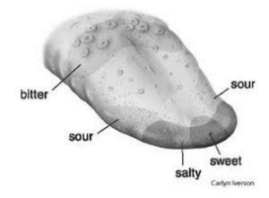 Inflamed Enlarged Taste Buds Pictures And Treatment