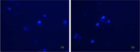 Morphological Assessment Of Cells Using DAPI Staining Differentiated Download Scientific
