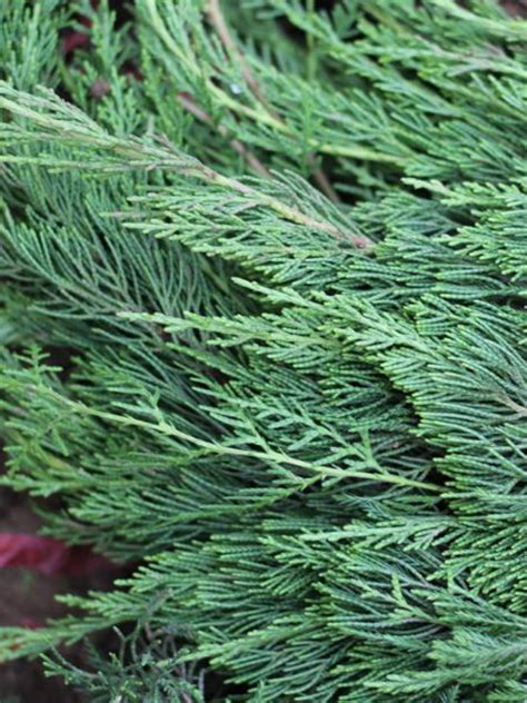 宝塔松树图片 宝塔松树 塔松树图片 第3页 大山谷图库