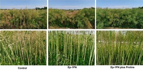 研究发现利用真菌病毒保护植物健康新策略—新闻—科学网