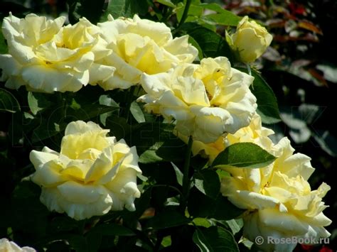 Галерея Wainwright Rose The Frylovely Энциклопедия роз