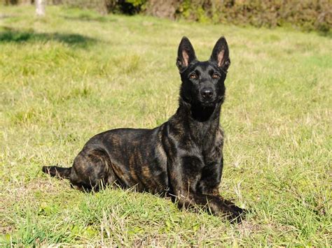 Are Dutch Shepherds Easy To Kennel