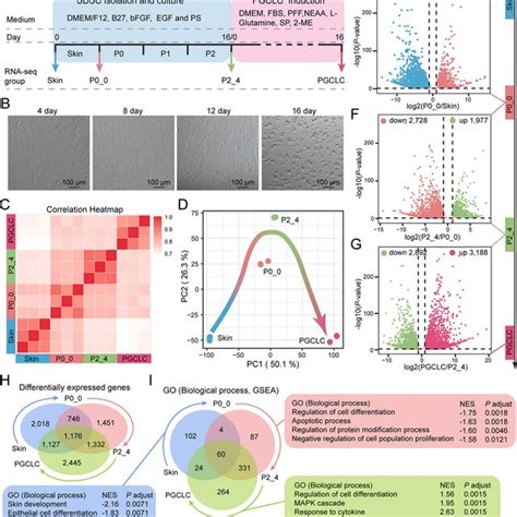 Transcriptional Profiles With Pgclcs Induction From Skin By Rna Download Scientific Diagram