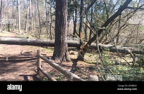 Tree Blocking Light Stock Videos And Footage Hd And 4k Video Clips Alamy