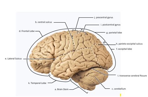 [solved] key a brain stem b central sulcus c cerebellum d frontal