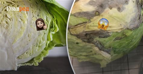 Як зберегти капусту до весни як правильно зберігати свіжу капусту Главред