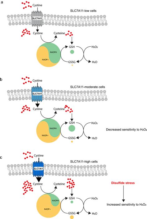 Working Model Depicting How Different Expression Levels Of Slc7a11