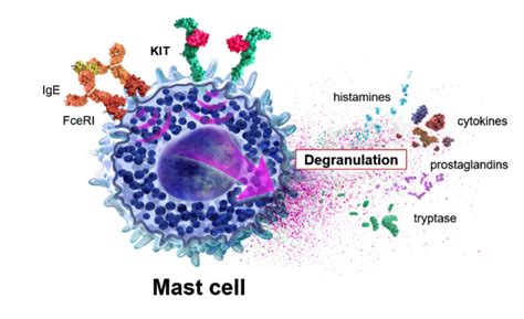 Understanding Mast Cells As A Powerful Target For Treating Allergic And