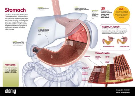 Infographic That Describes The Functions Of The Stomach As A Part Of