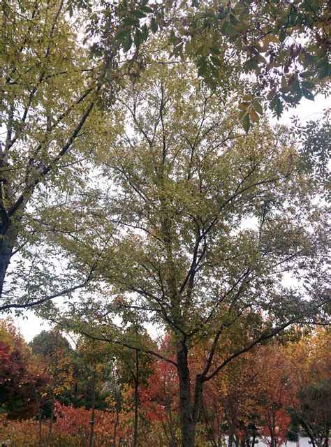 Img20151106144036 나무줄기 껍질이 무늬를 만든 느릅나무