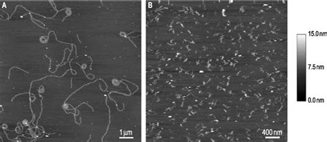 Tapping Mode Atomic Force Microscopy Images In 2 Mm Sodium Phosphate Download Scientific