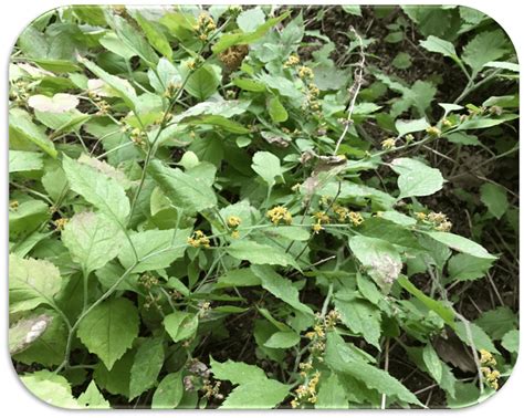 Seed Dormancy And Germination