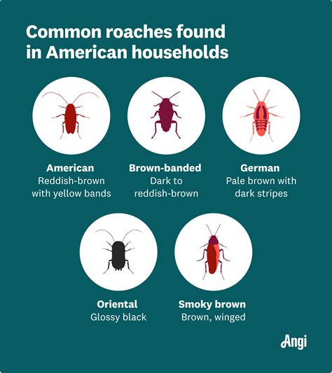 How To Get Rid Of Cockroaches