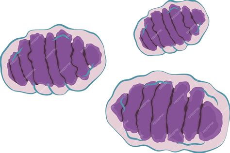 Premium Vector Mitochondria Or Membrane Enclosed Cell Illustration