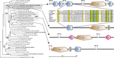 Phylogenetic Tree And Domain Characteristics Of Set Domain Proteins