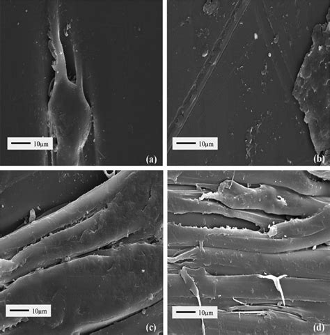 Sem Micrograph Of The Sample Surface After 90 Days Of Exposure In The Download Scientific