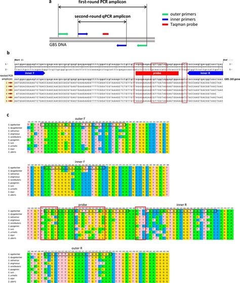 Nested Pcr Qpcr Assay To Detect The 16s Gbs Gene A Schematic Diagram Download Scientific