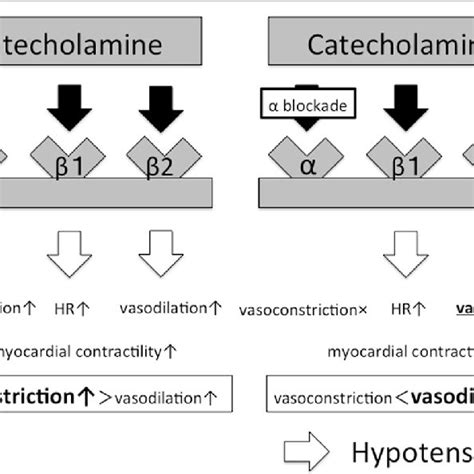 Alpha Adrenergic And β Adrenergic Effects Of Vasoactive Catecholamines